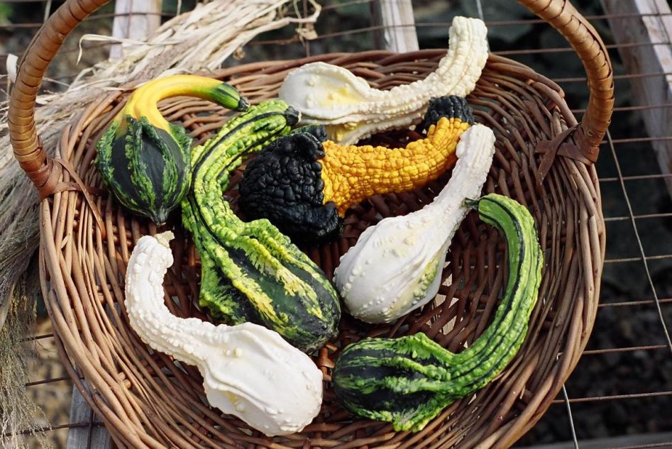 PMR Gourds. Warty gourds. Outstanding Seed Company.