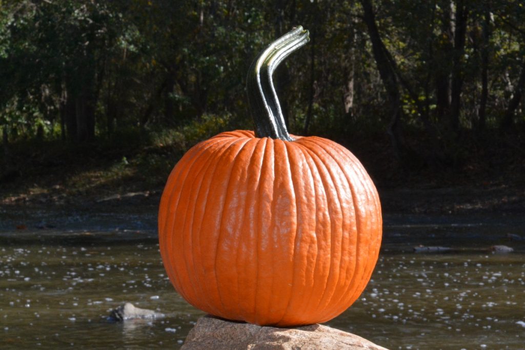 Capital F1 Pumpkin. Powdery mildew resistant. Medium size fruit.