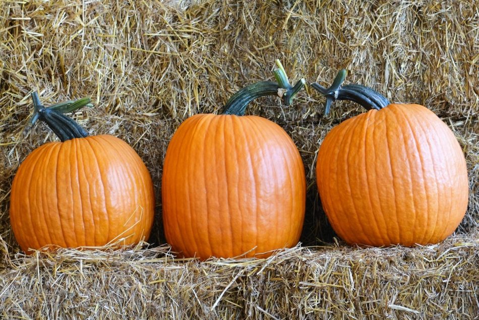 Denali F1 Pumpkin. Powdery mildew resistant. Large fruit.
