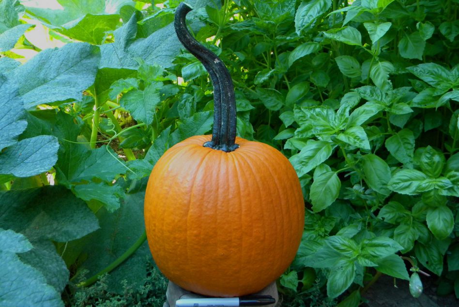 First Grade F1 Pumpkin