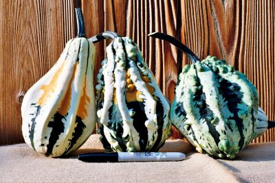 PMR Gourds. Warty gourds. Outstanding Seed Company.