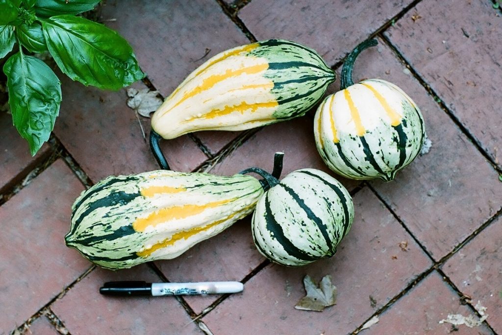 Super Wings Small F1 Gourd. PMR gourds. Semi bush gourds.