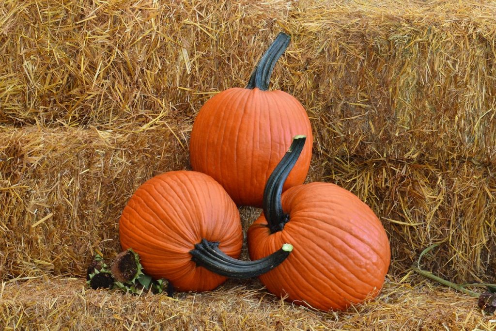 Outstanding Seed Company. PMR pumpkins. Commercial pumpkin seeds.