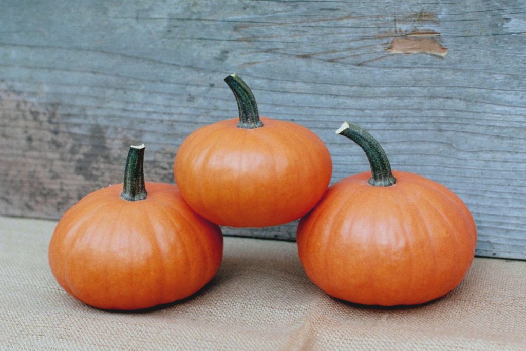 Treasure F1 Pumpkin. Powdery mildew resistant mini pumpkin.