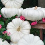 Moon Light F1 Pumpkin. Flat white stacking pumpkin seeds.