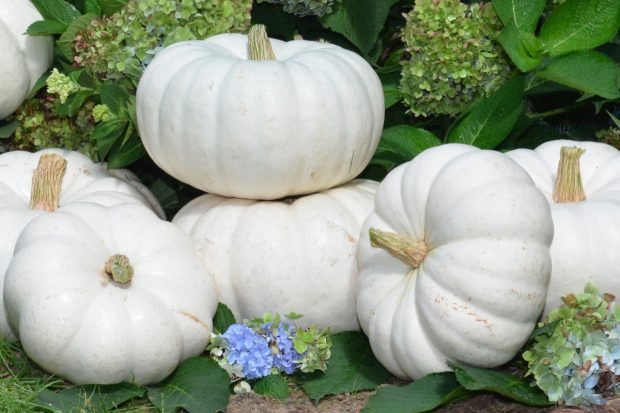 Blue Delight F1 Pumpkin. PMR pumpkins. Flat, baking, stacking pumpkins.