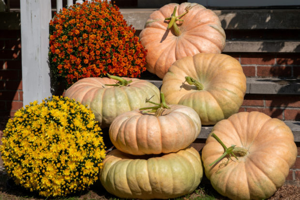 Blue Eyes F1 Pumpkin