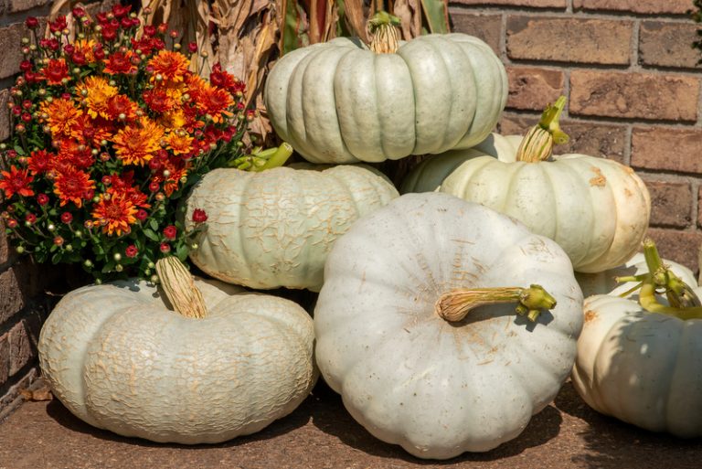 Stacking Pumpkins Archives — Outstanding Seed Company, LLC