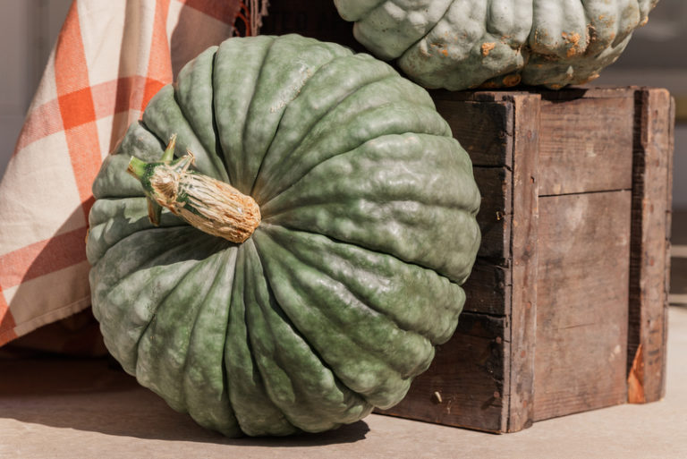 Stacking Pumpkins Archives — Outstanding Seed Company, LLC