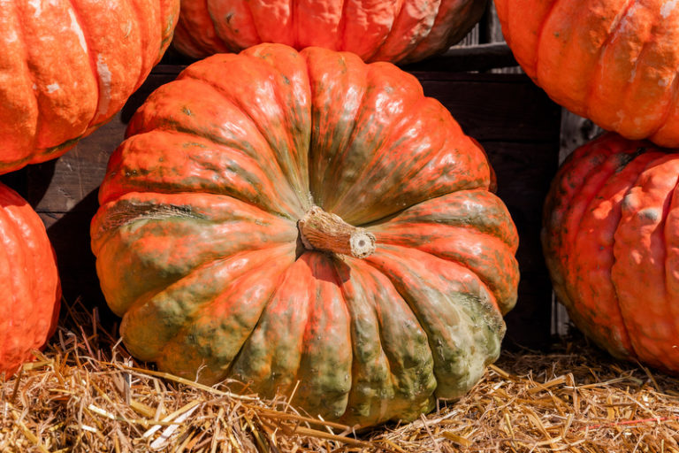 Stacking pumpkins. Jack o Lantern Pumpkins. Specialty pumpkins.