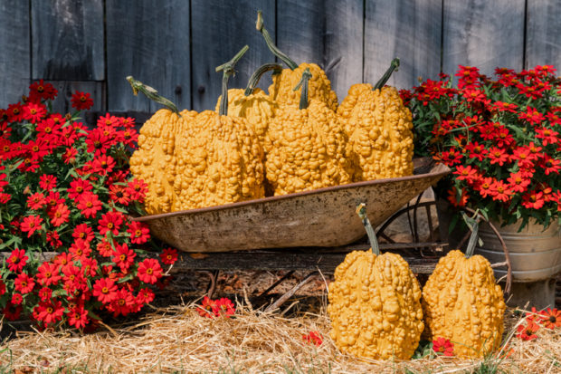 Corn Cob F1 Warty PMR Pumpkin New for 2023