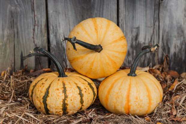 Stripy Pumpkins Archives — Outstanding Seed Company, LLC