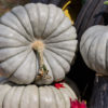 Blue Eyes F1 Pumpkin