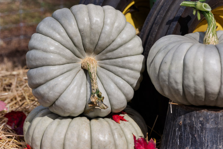 Stacking Pumpkins Archives — Outstanding Seed Company, LLC