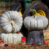 Blue Eyes F1 Pumpkin