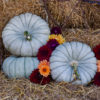 Blue Eyes F1 Pumpkin