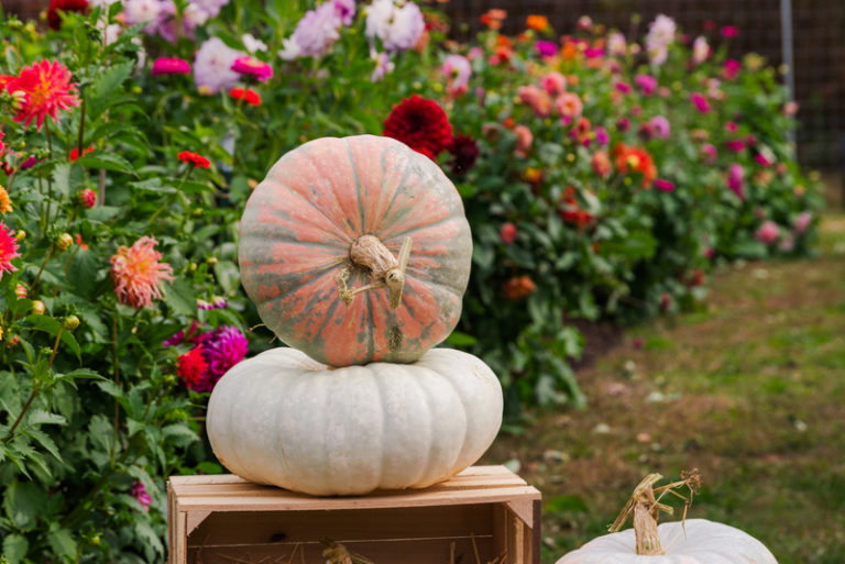 Stacking Pumpkins Archives — Outstanding Seed Company, LLC