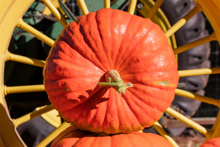 Stacking pumpkins. Jack o Lantern Pumpkins. Specialty pumpkins.