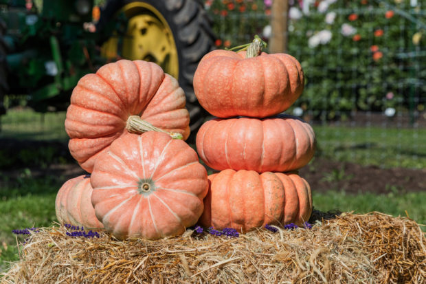 Stacking pumpkins. Jack o Lantern Pumpkins. Specialty pumpkins.