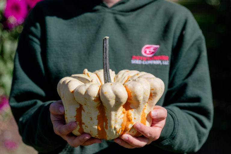 Stacking pumpkins. Jack o Lantern Pumpkins. Specialty pumpkins.