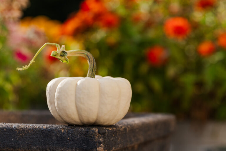 Stacking pumpkins. Jack o Lantern Pumpkins. Specialty pumpkins.