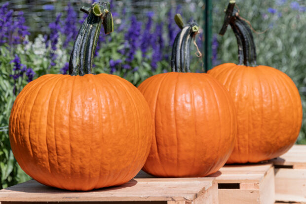 Stacking pumpkins. Jack o Lantern Pumpkins. Specialty pumpkins.