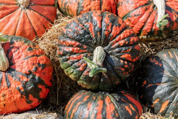 Tiger Stripes F1 Pumpkin