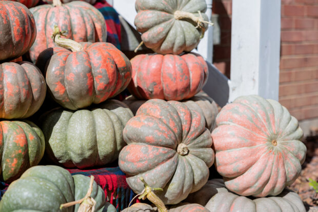 Dragonfire F1 Pumpkin — Outstanding Seed Company, LLC