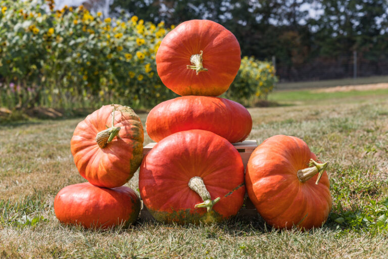Stacking pumpkins. Jack o Lantern Pumpkins. Specialty pumpkins.